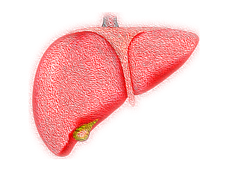 JETRNI MORFOLOŠKI TIP