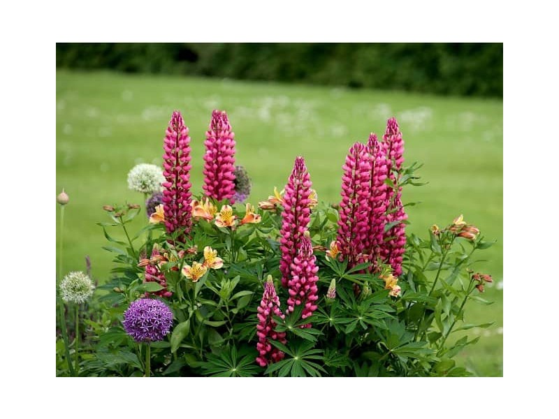 OKRASNE RASTLINE NA VRTU